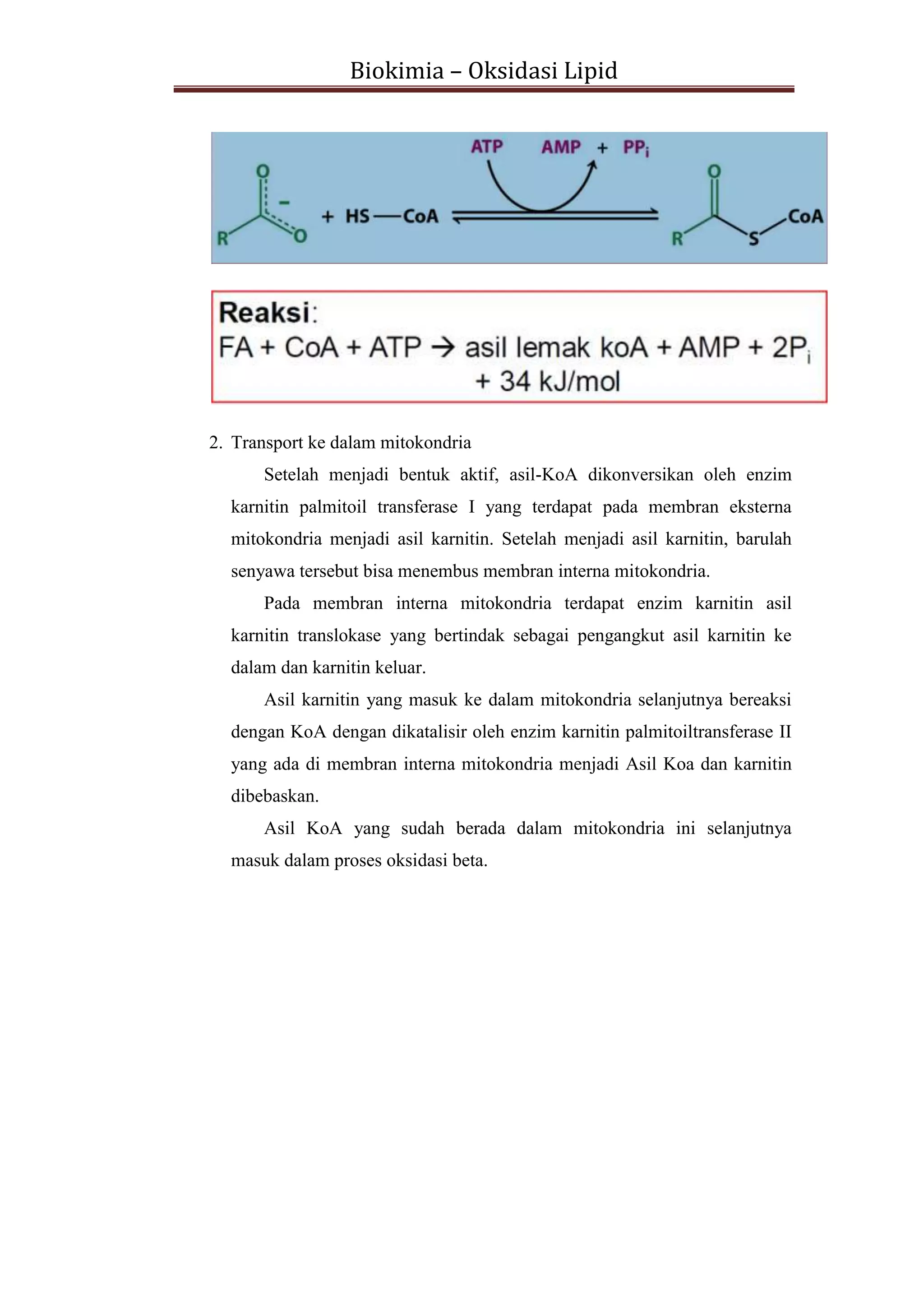 Biokimia oksidasi lipid | DOCX
