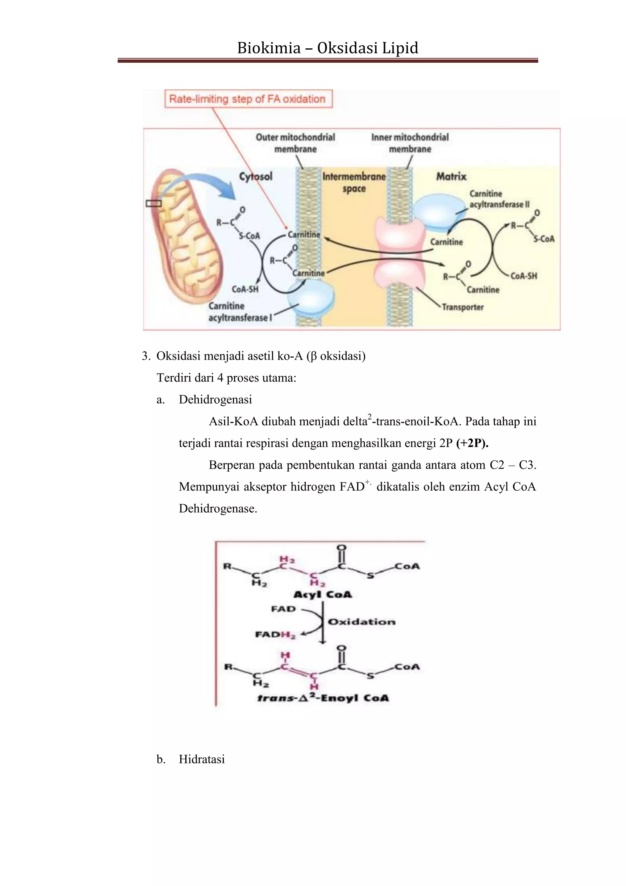 Biokimia oksidasi lipid | DOCX
