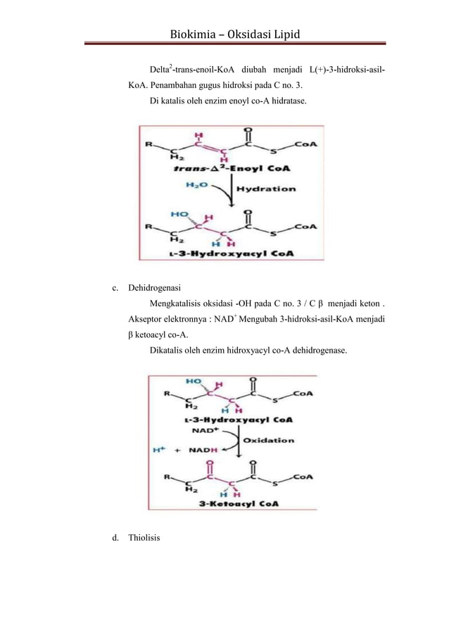 Biokimia oksidasi lipid | DOCX