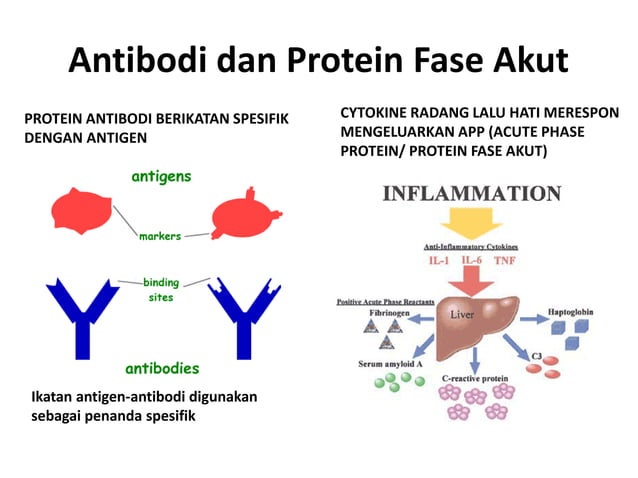 MATERI ATLM TEORI BIOKIMIA SEMESTER 3 2024 | PPT