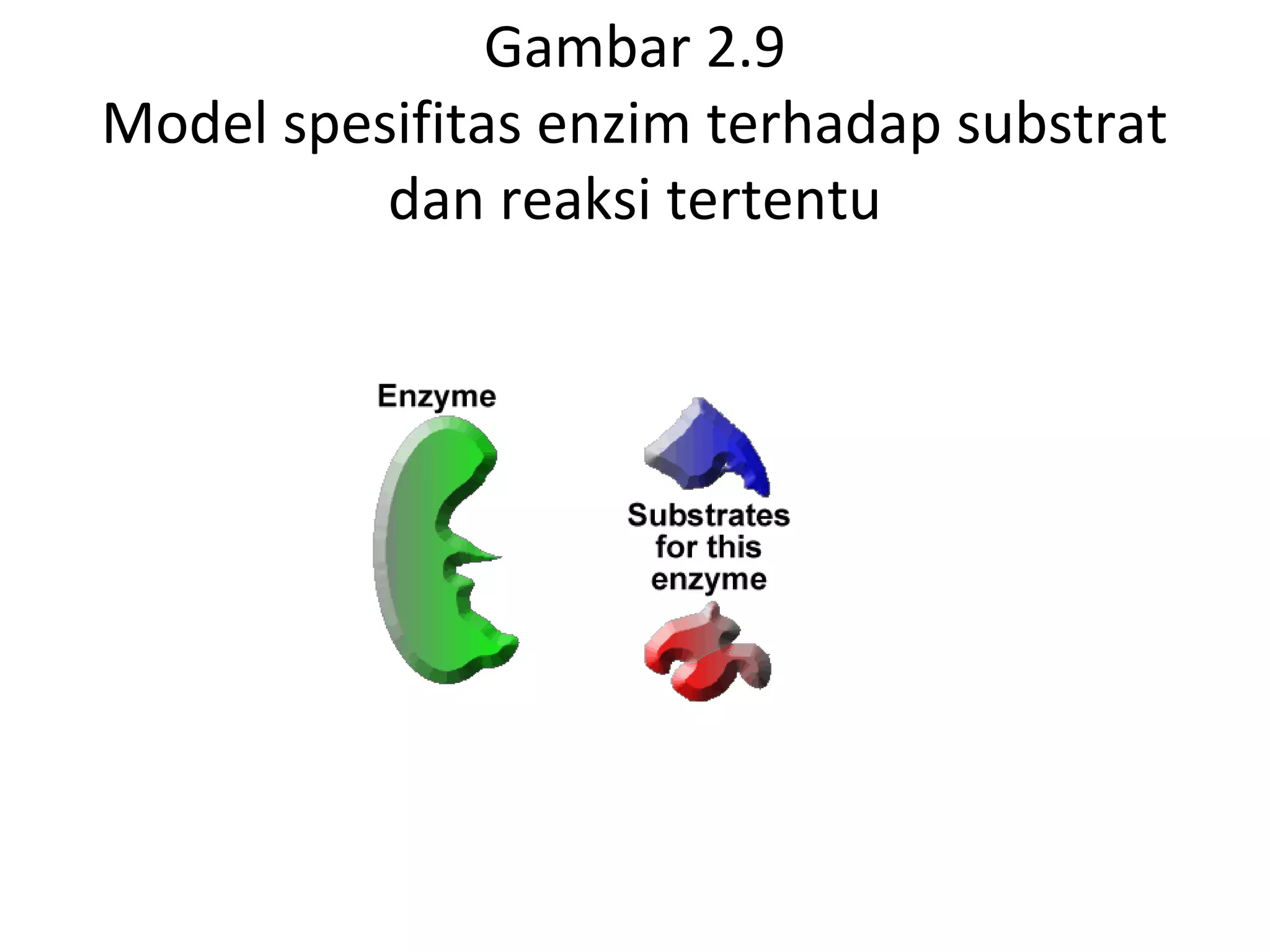 Biokimia enzim | PPT