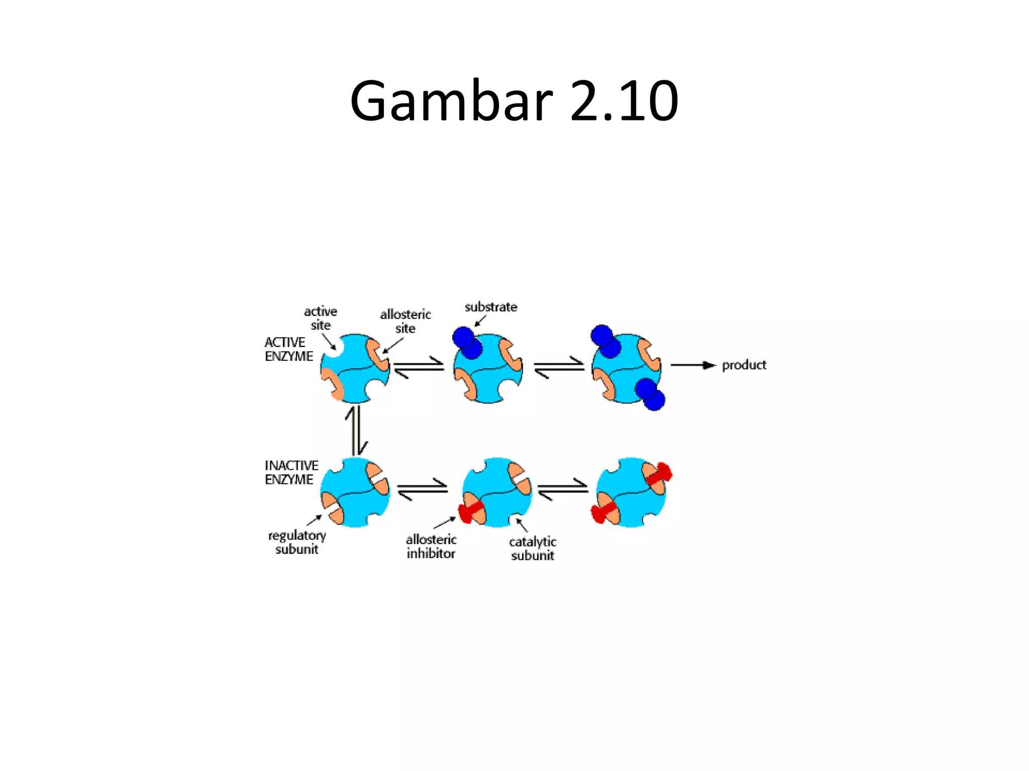 Biokimia enzim | PPT