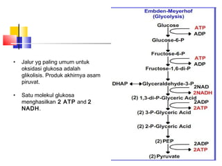Biokimia fermentasi rev | PPT