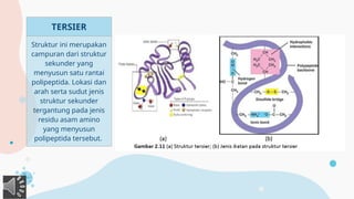 Biokimia Asam Amino, Peptida, protein.pptx