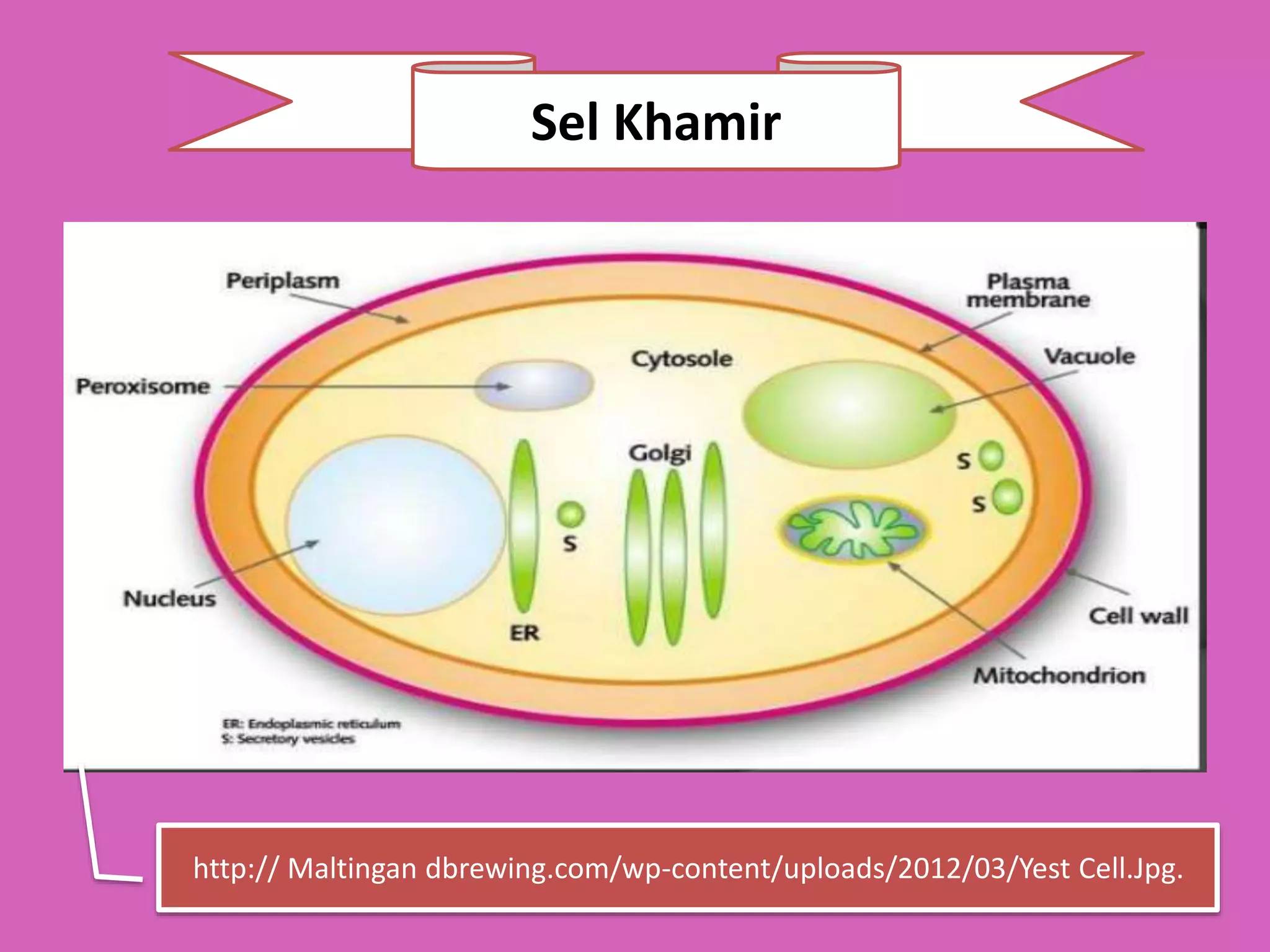 Biokimia khamir awari susanti | PPTX