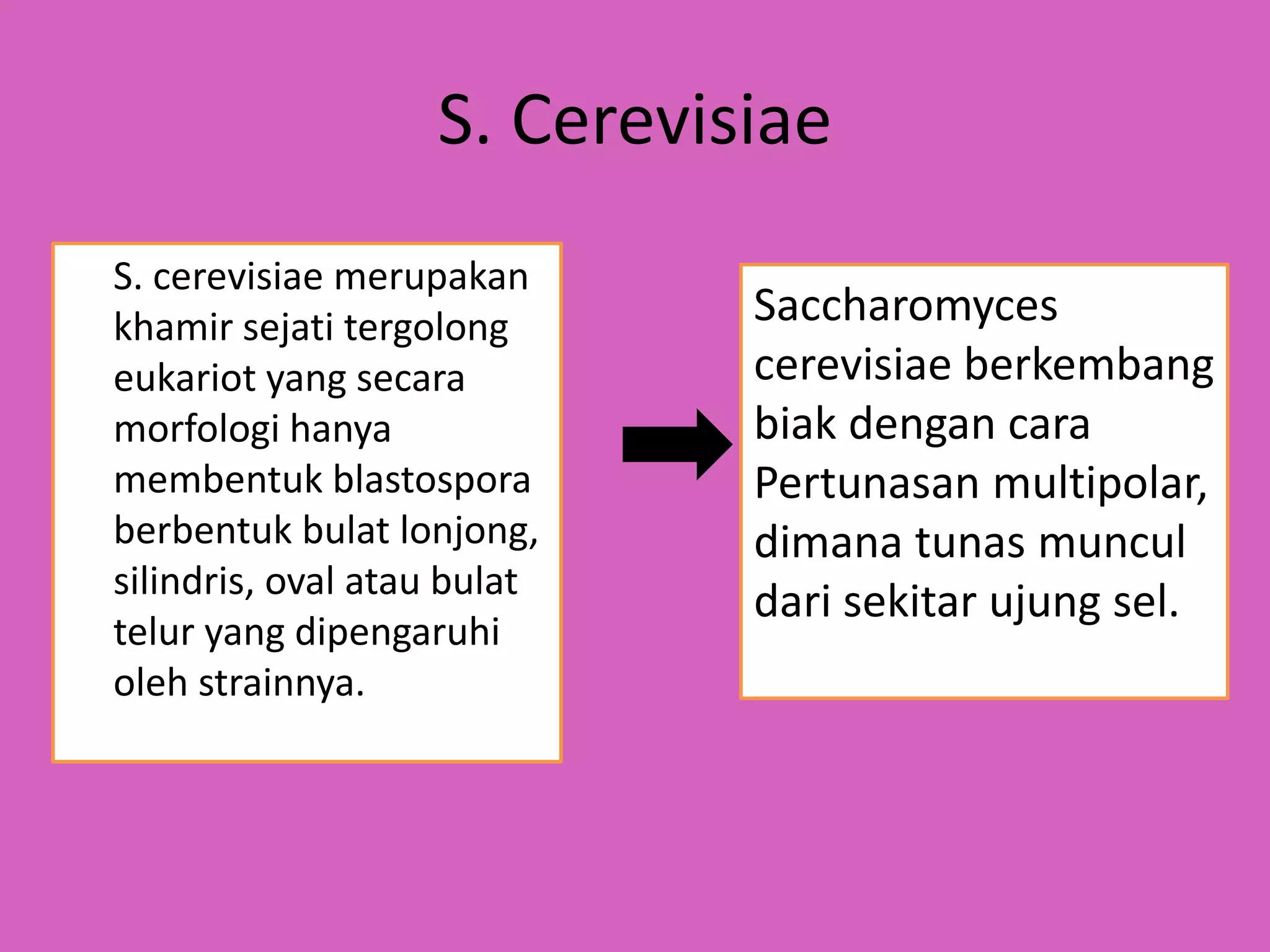 Biokimia khamir awari susanti | PPTX