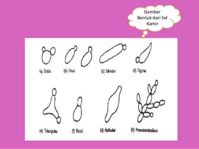 Biokimia khamir awari susanti