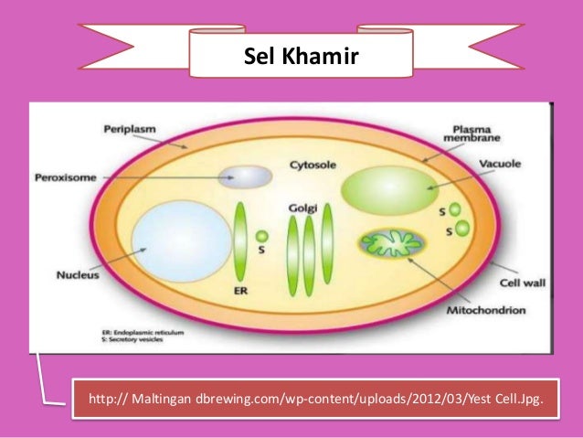 Biokimia khamir awari susanti