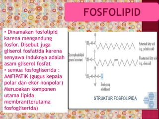 Biokimia lipid | PPTX