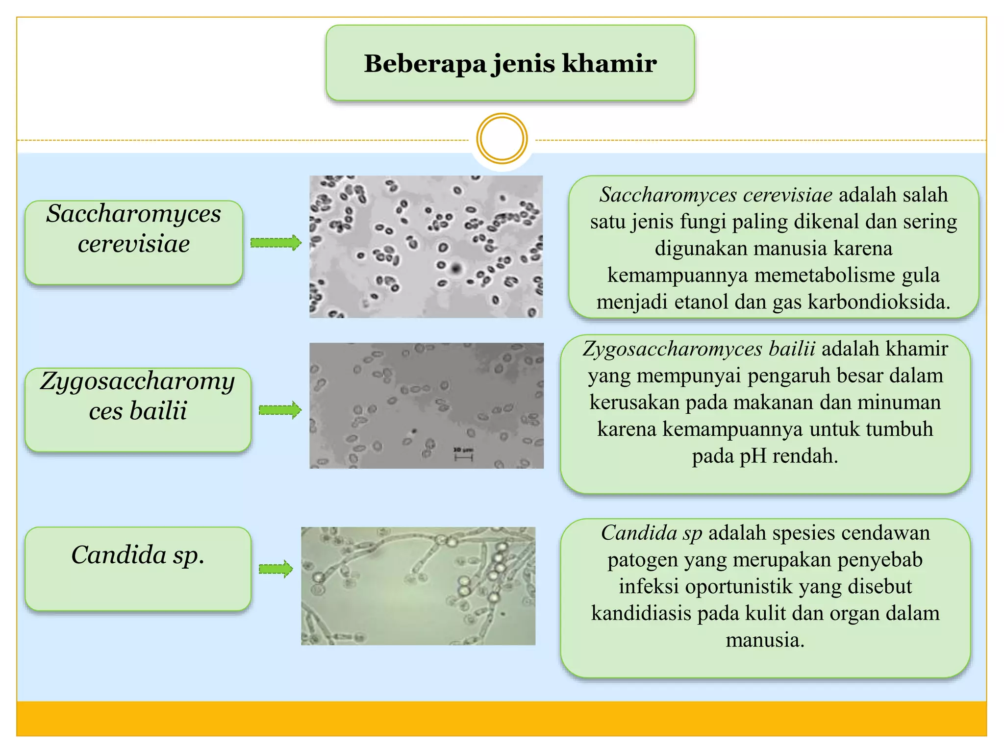 Biokimia pangan lanjut (teh kombucha) | PPTX