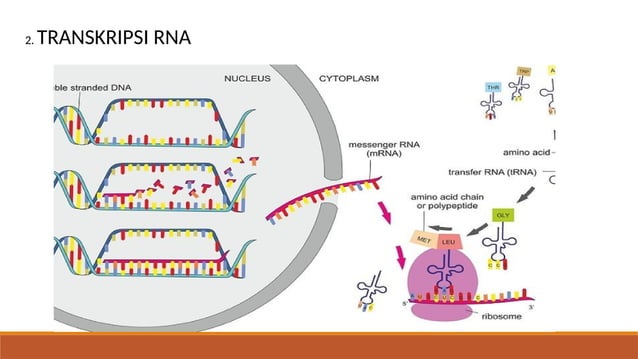 BIOKIMIA PERTEMUAN 2.pptxxxxxxxxxxxxxxxxxxxxxxxxxxxxxxxxxxxxxxxxxxx | PPT