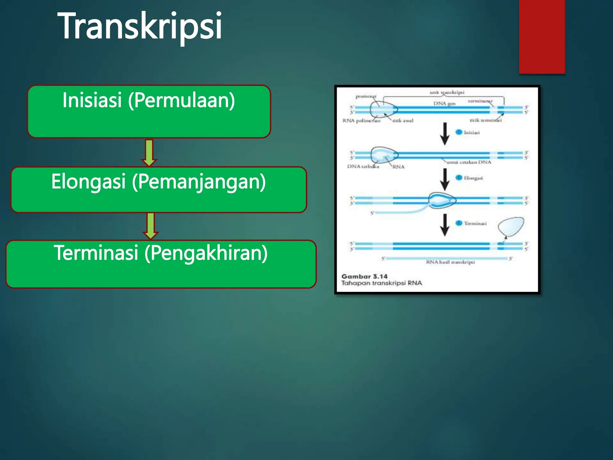 powerpoint biokimia kelompok 8 asam amino dan protein | PPTX