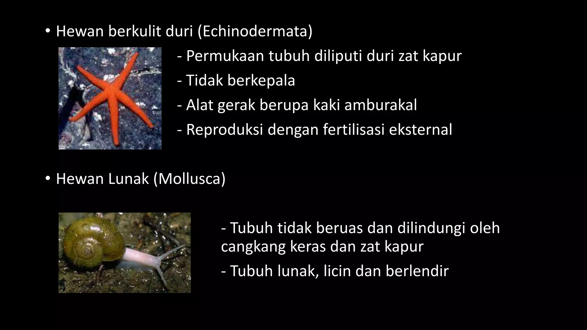 BIOLOGI - KLASIFIKASI HEWAN | PPT