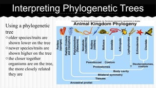 Biol - Unit 9 (Taxonomy) Biology (Classification of living thing ...