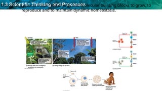 Biology 105, Chapter 1 Introduction to Biology | PPTX