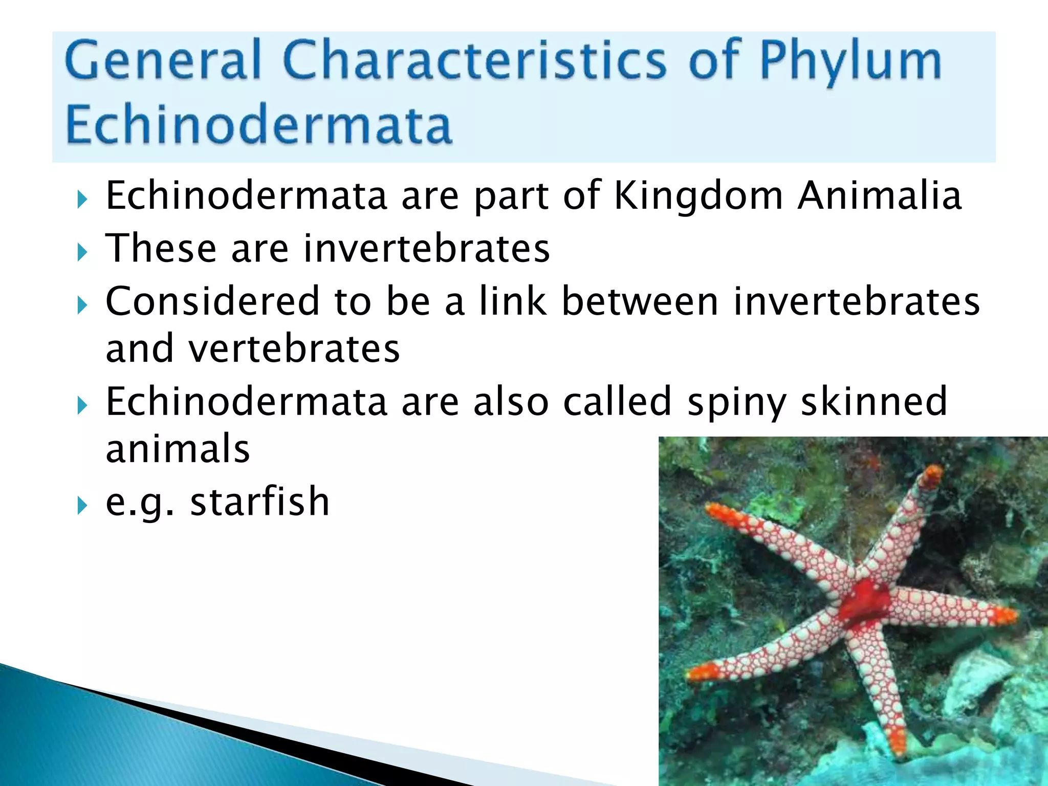 Biol 105 Phylum Echinodermata | PPT