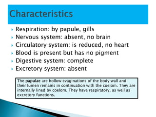 Biol 105 Phylum Echinodermata | PPT