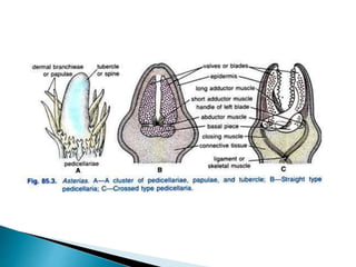 Biol 105 Phylum Echinodermata | PPT