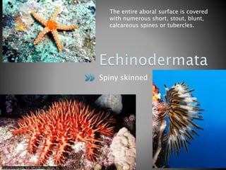 Biol 105 Phylum Echinodermata | PPT