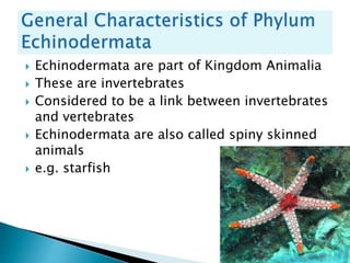 Biol 105 Phylum Echinodermata | PPT