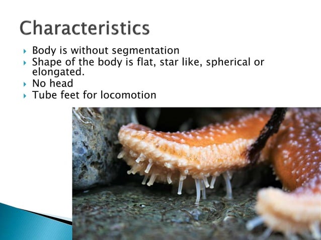 Biol 105 Phylum Echinodermata | PPT