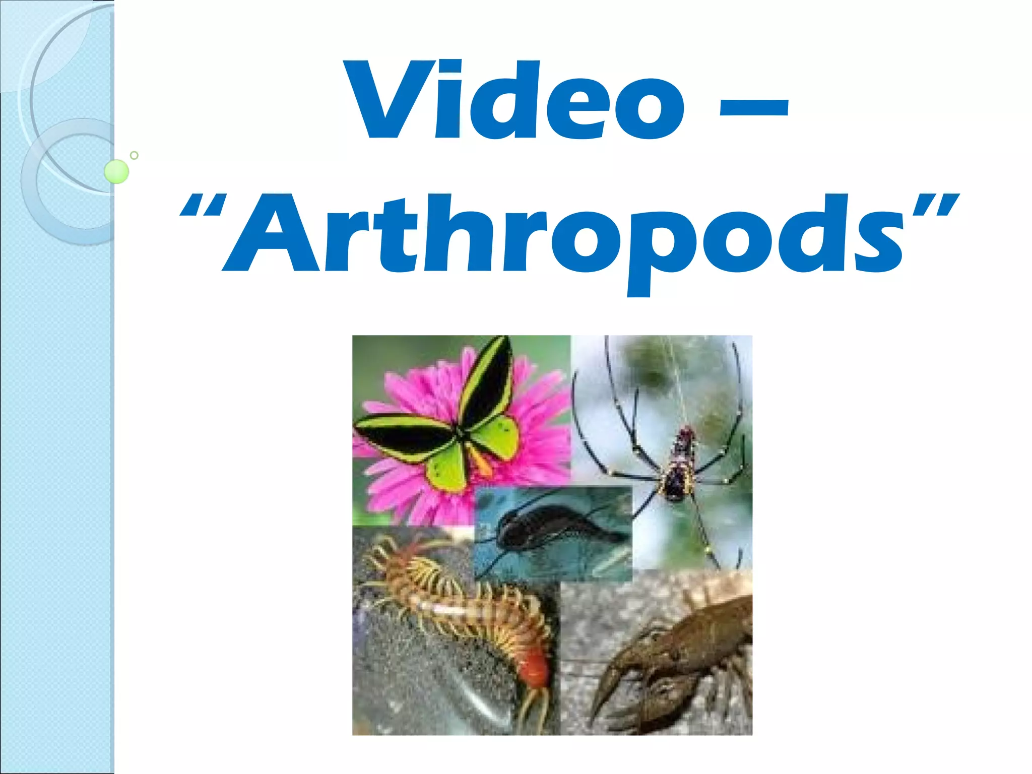 Biol 11 Lesson 1 April 5 - Arthropoda (1) | PPT | Biological Sciences ...