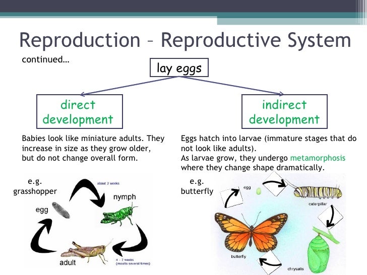 Biol 11 Lesson 1 Feb 1 - Ch. 26 Checklist of Body Systems - 7 systems