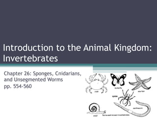 Biol 11 Lesson 1 Feb 1 - Ch 26 Introduction to the Animal Kingdom | PPT