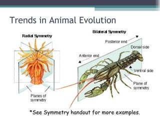 Biol 11 Lesson 1 Feb 1 - Ch 26 Introduction to the Animal Kingdom | PPT