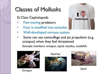 Biol 11 Lesson 1 Mar 2 - Ch. 27 Mollusca | PPT