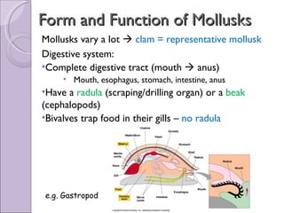 Biol 11 Lesson 1 Mar 2 - Ch. 27 Mollusca | PPT