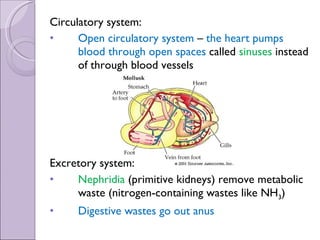 Biol 11 Lesson 1 Mar 2 - Ch. 27 Mollusca | PPT