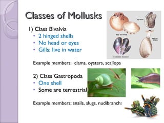 Biol 11 Lesson 1 Mar 2 - Ch. 27 Mollusca | PPT