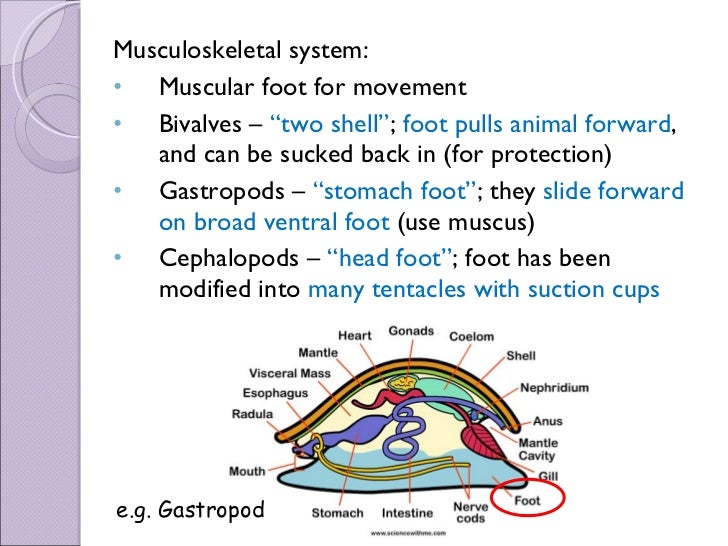 Biol 11 Lesson 1 Mar 2 - Ch. 27 Mollusca
