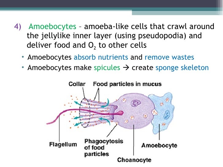 Biol 11 Lesson 2 Feb 3 Ch 26 Phylum Porifera Sponges