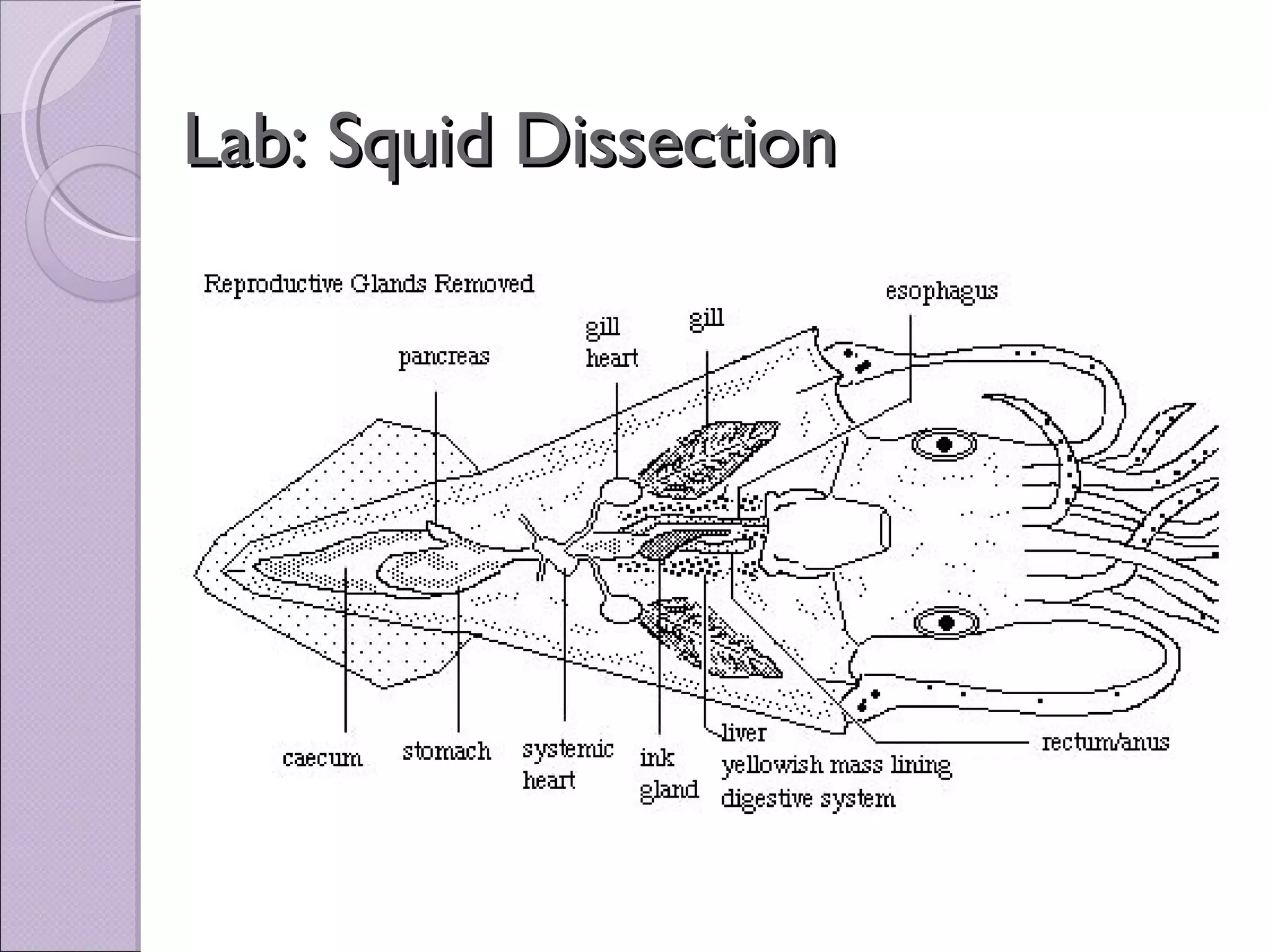Biol 11 Lesson 2 Mar 4 - Ch. 27 Lab - Squid Dissection | PPT