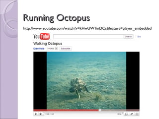 Biol 11 Lesson 2 Mar 4 - Ch. 27 Lab - Squid Dissection | PPT