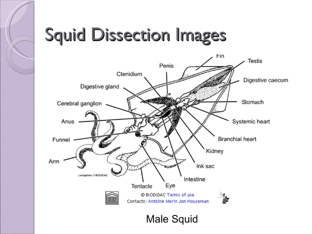 Biol 11 Lesson 2 Mar 4 - Ch. 27 Lab - Squid Dissection | PPT