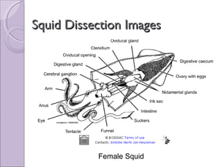 Male Squid Anatomy