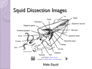 Male Squid Anatomy