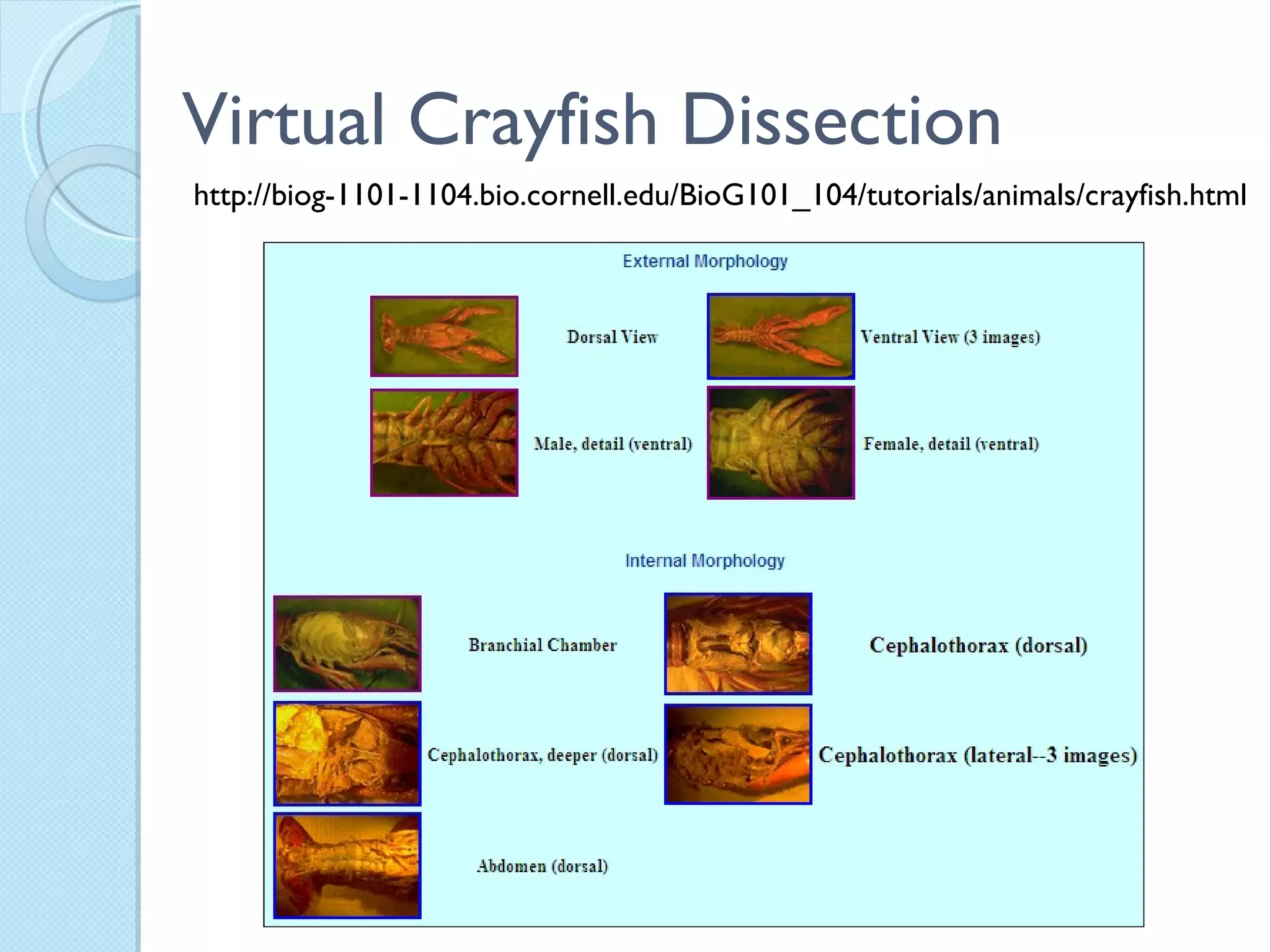 Biol 11 Lesson 3 April 11 - Ch. 28 Crayfish Dissection | PPT