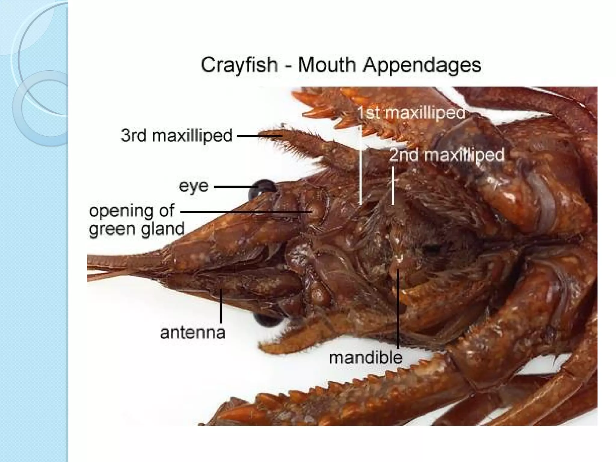 Biol 11 Lesson 3 April 11 - Ch. 28 Crayfish Dissection | PPT