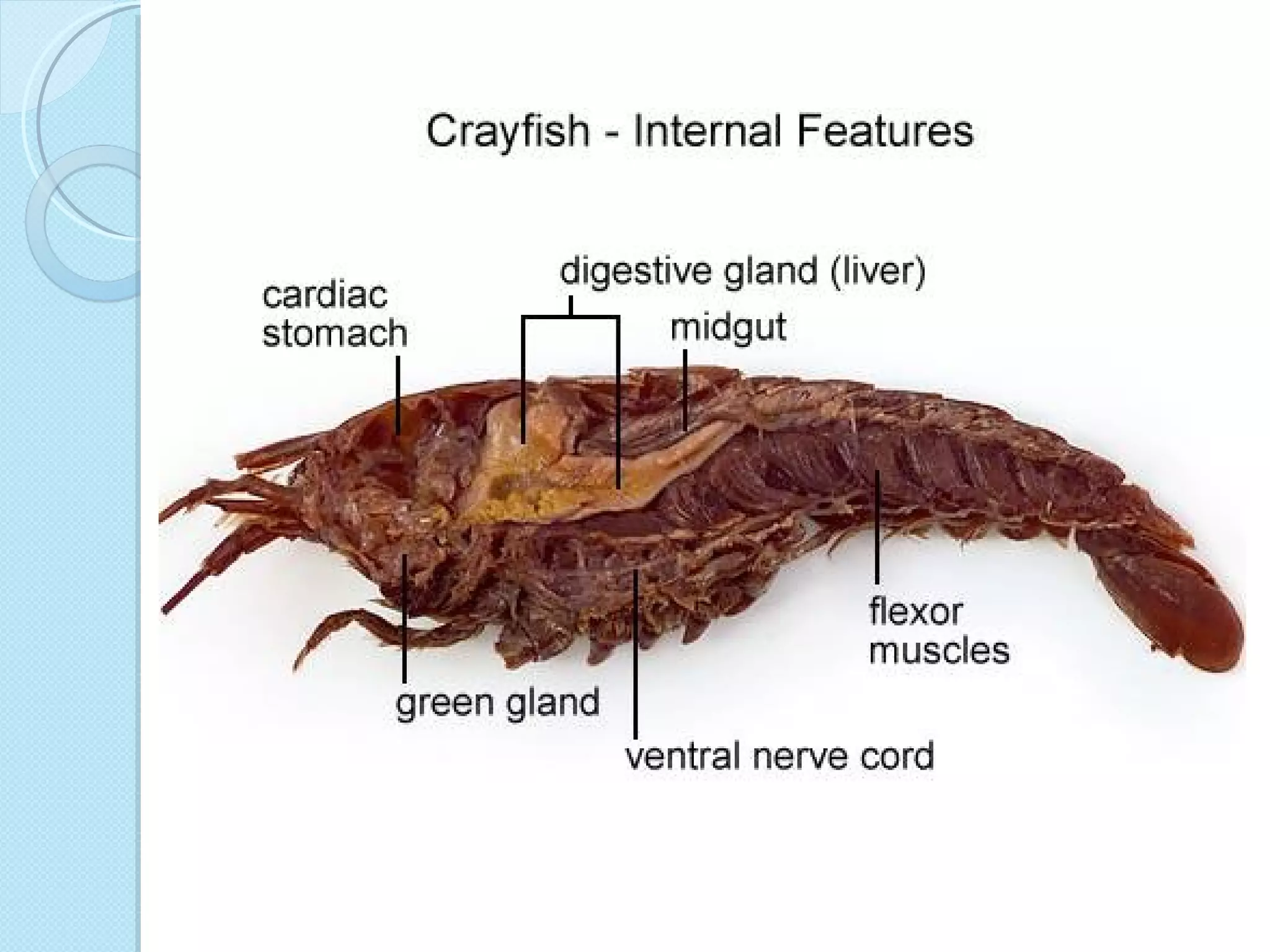Biol 11 Lesson 3 April 11 - Ch. 28 Crayfish Dissection | PPT