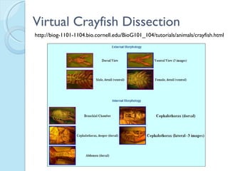 Biol 11 Lesson 3 April 11 - Ch. 28 Crayfish Dissection | PPT