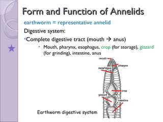 Biol 11 Lesson 3 Mar 8 - Ch. 27 Annelida | PPT
