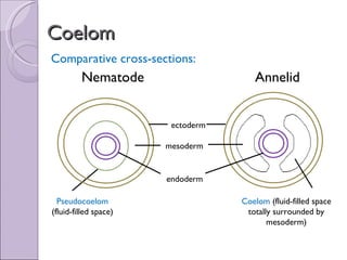 Biol 11 Lesson 3 Mar 8 - Ch. 27 Annelida | PPT