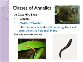 Biol 11 Lesson 3 Mar 8 - Ch. 27 Annelida | PPT