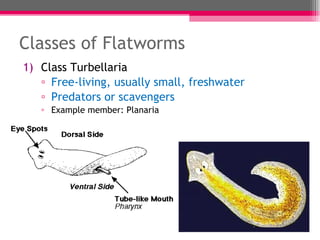 Biol 11 Lesson 4 Feb 9 - Ch. 26 Flatworms | PPT