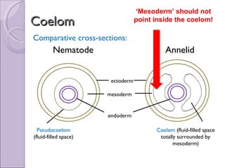 Biol 11 Lesson 4 Mar 10 - Ch. 27 Earthworm Dissection | PPT