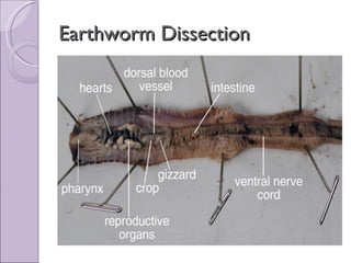 Biol 11 Lesson 4 Mar 10 - Ch. 27 Earthworm Dissection | PPT